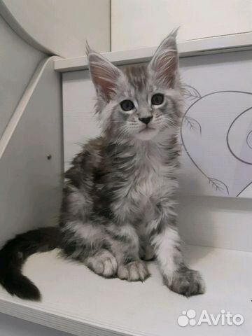 Котята Мейн кун