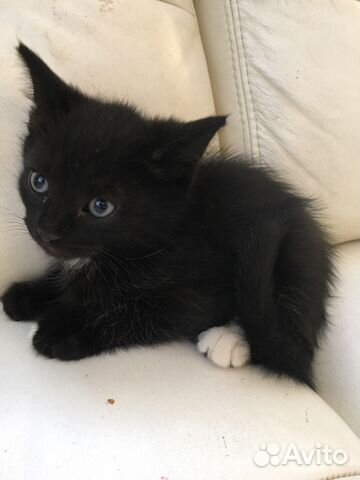 Милая девочка ищет свою семью