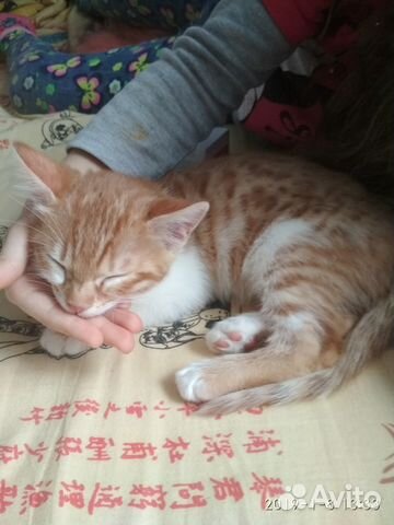 Котёнок ждёт добрые руки