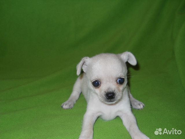 Крем и белые чихуа