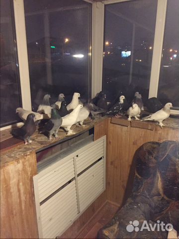 Турки голуби