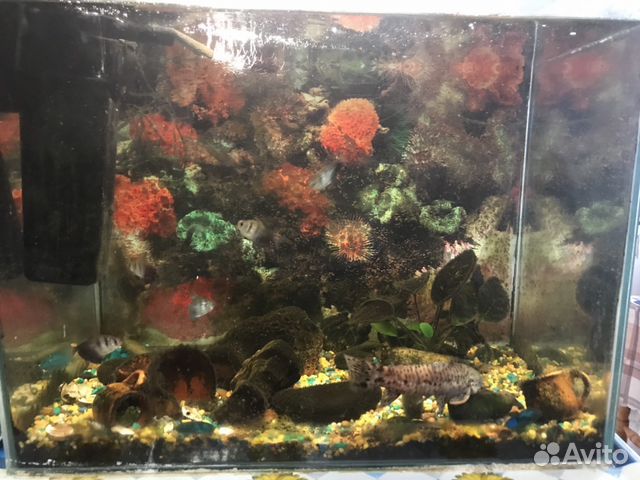 Аквариум