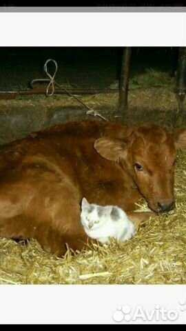 Телочка 4 месяца