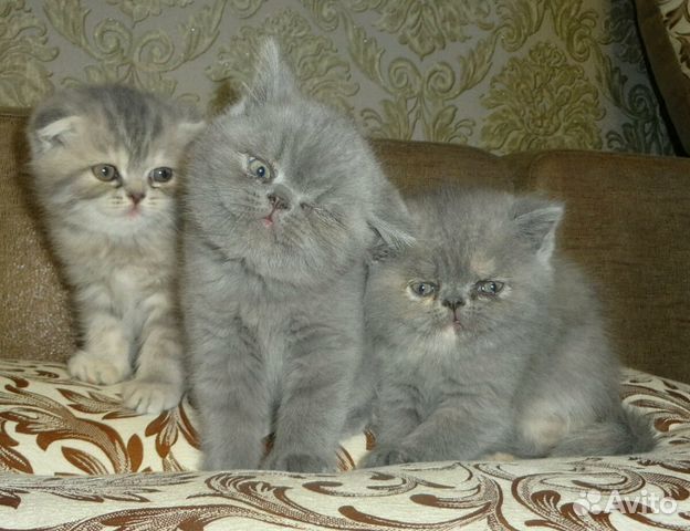 Продаются экзотические котята)