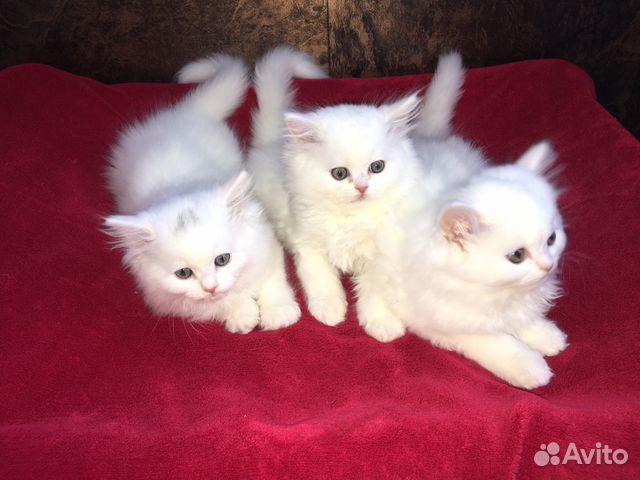 Хайленд страйт котята