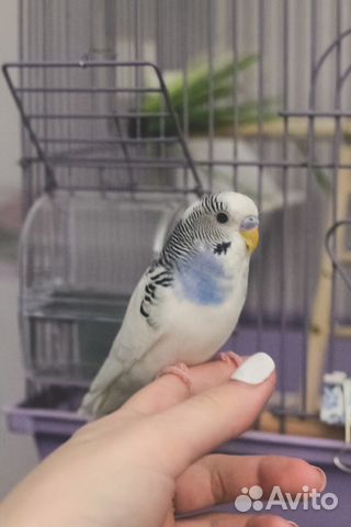 Волнистый попугайчик ручной
