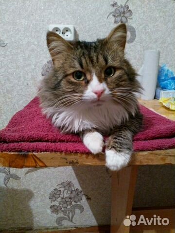 Тимошка хочет домой)