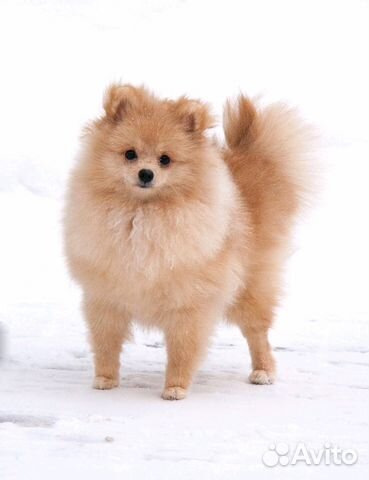 Маленькая зажигалка