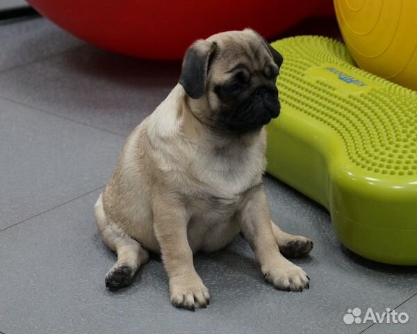 Шикарный мопсик - лучший подарок