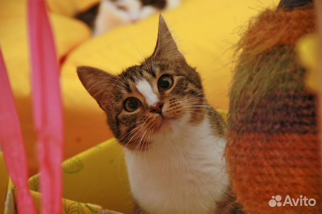 Кошечка с носиком сердечком