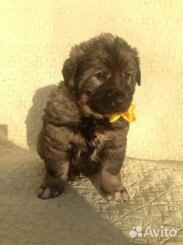 Щенок овчарки Риччи мальчик 1,5мес