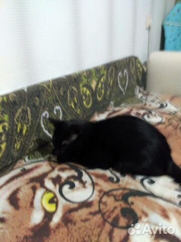 Продаю чёрного котёнка, Девочка, 5 мес