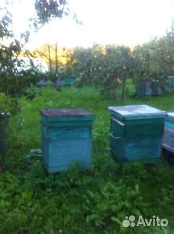 Пчелосемьи