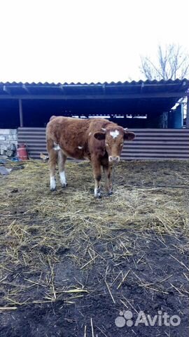 Продаются две годовалые тёлки