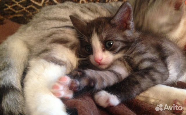 Очаровательный малыш в добрые руки