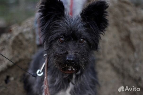 Ищет дом маленькая собачка Шанель