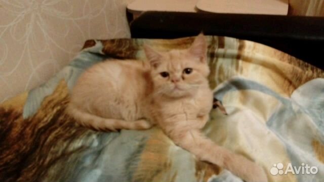 Котик Тигр