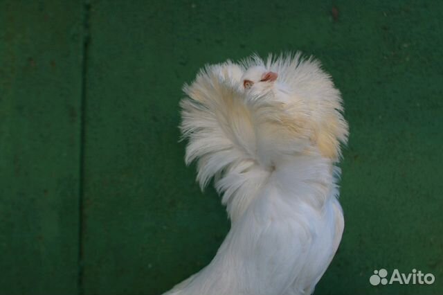 Голуби Якобины