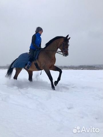Мерин выездка хобби лошадь под детей