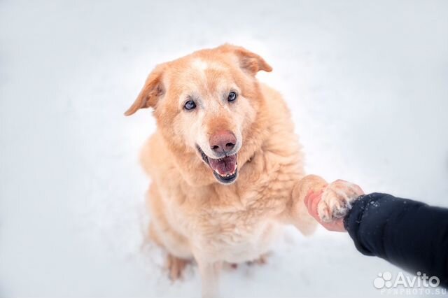Солнечный Ривви в добрые руки