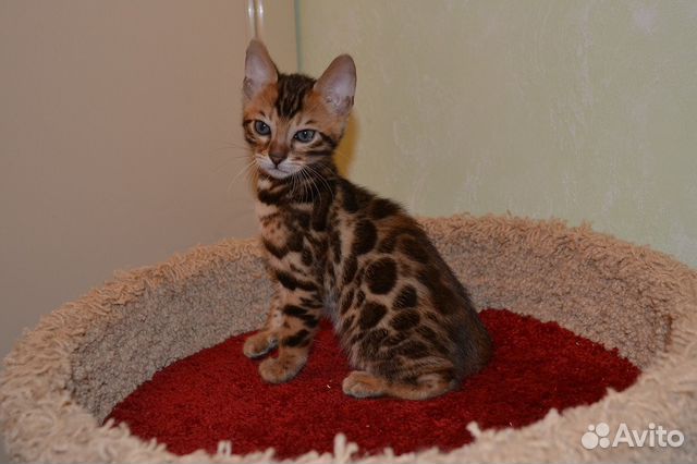 Бенгальские котята