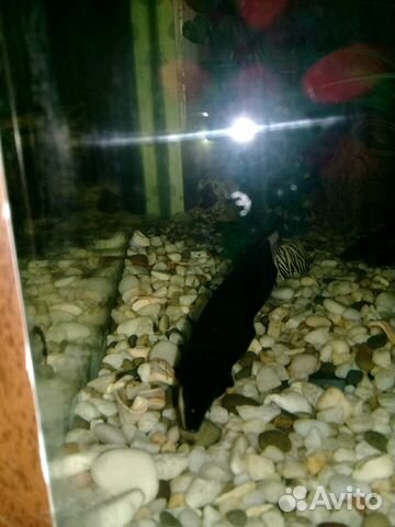 Черный нож (apteronotus)