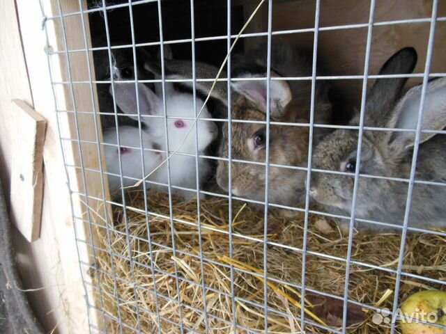 Ангорские пуховые кролики