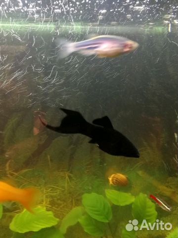 Моллинезия чёрная лирохвостая