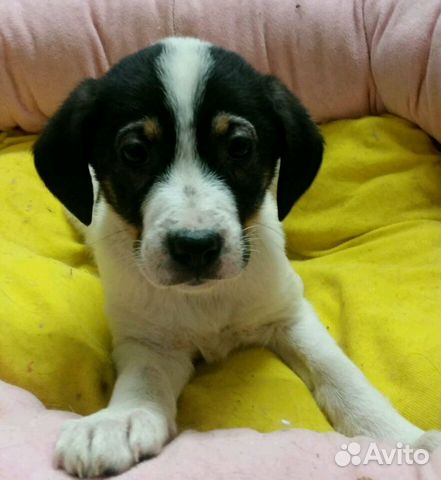 Три девочки ищут добрые руки