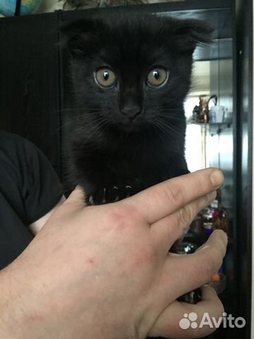 Чёрный котёнок