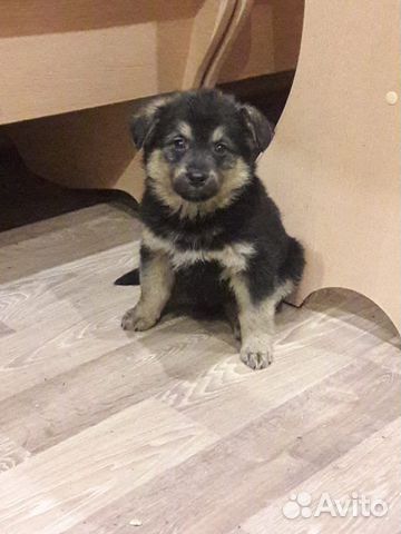 Щенок мальчик