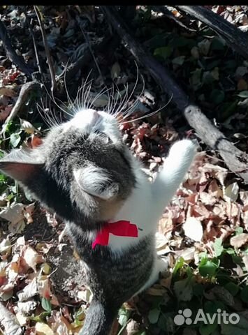 Котенок вашей мечты