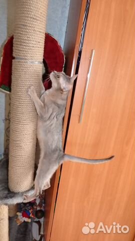 Абиссинская кошка