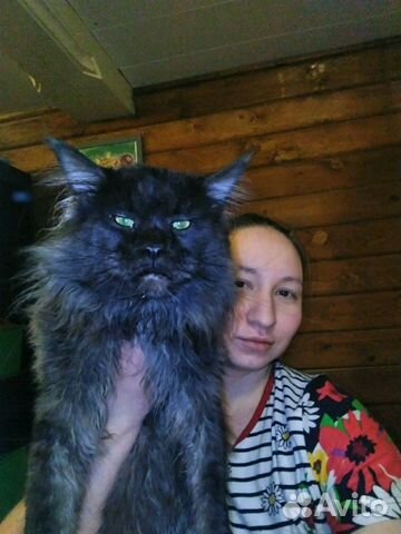 Вязка Черный дым интерчемпион WCF Hcm N/N