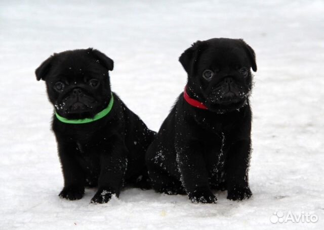 Щенки мопса