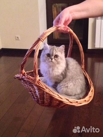 Ищем персидского кота на вязку