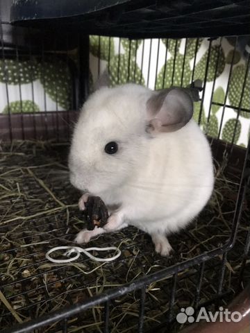 Шиншилла 6 месяцев (17.08.2018)