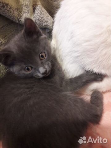 Пермская дымчатая кошечка