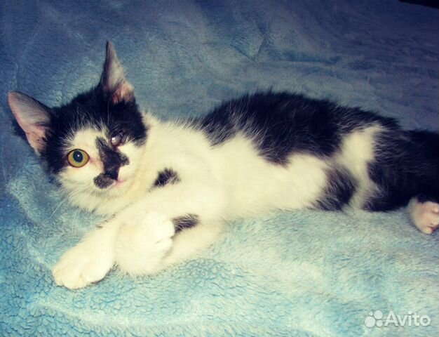 Котёнок в добрые руки на пмж