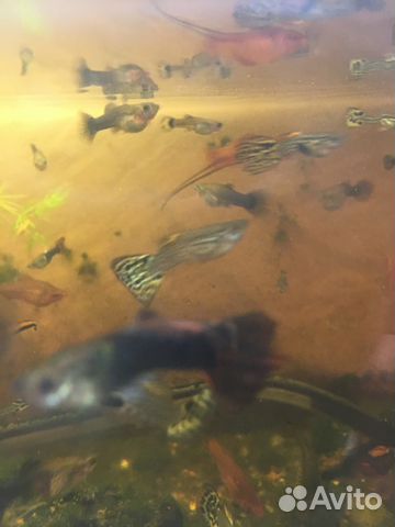 Гуппи красивые, меченосцы