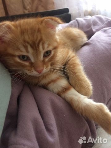 Шотландский вислоухий котёнок