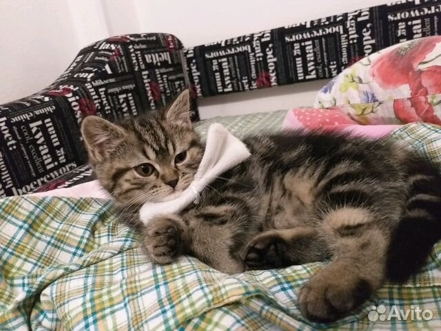 Продам котят шотландские чистокровные две девочки