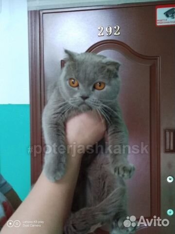 Найдена кошка