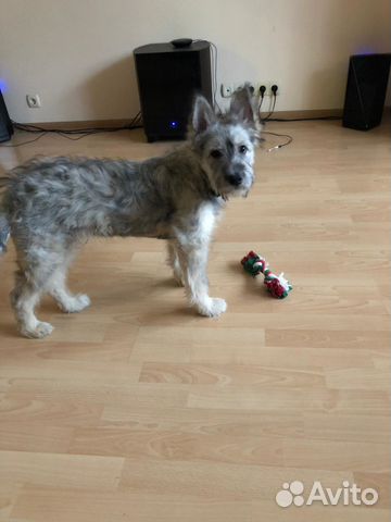 Домовенок Кузя, 4 месяца, в добрый дом