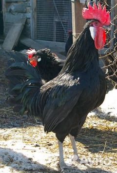 Петухи Барбезье