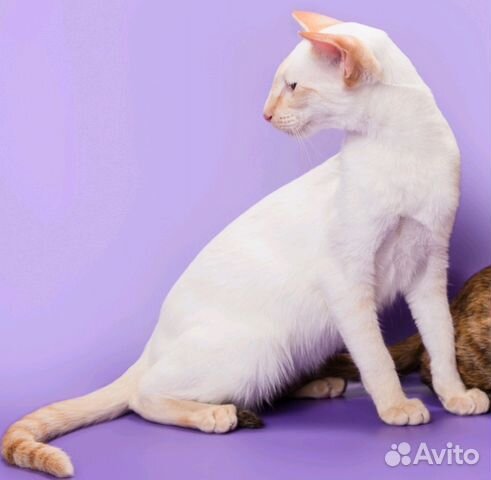 Красная сиамка и шоколадная черепаховая ориенталка