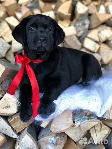 Лучший из всех