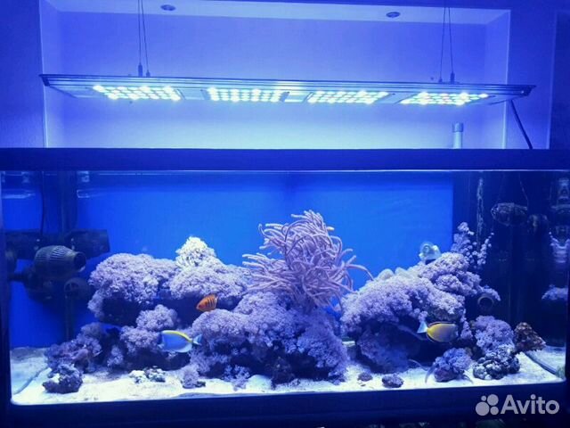 Морской аквариум на 500л с живыми кораллами