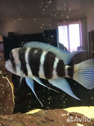 Рыба фронтоза