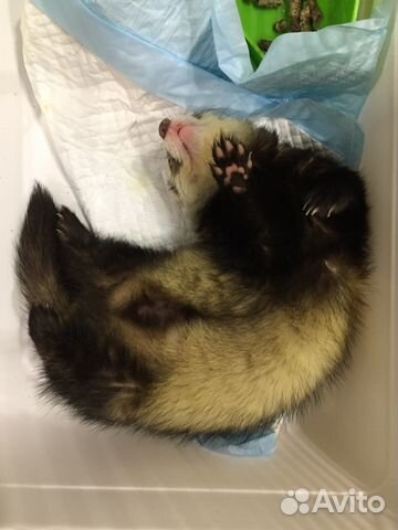 Хорек с клеткой